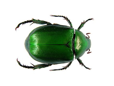 How Ancient Egyptians Use Scarab Beetles Scarab Beetle Beetle Scarab
