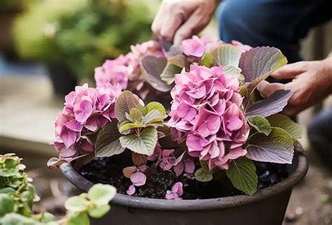 Propagating Hydrangeas From Cuttings A Step By Step Guide