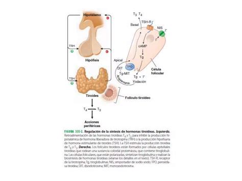 Fisiopatología Del Hipertiroidismo Pptx