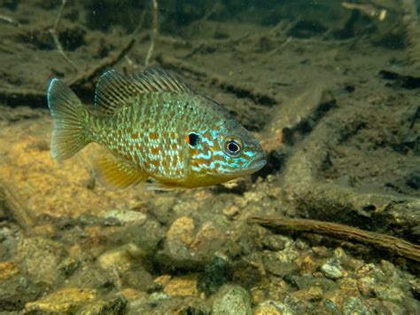 The Different Types Of Sunfish In America