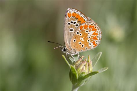 Aricia Cramera Polinizadores