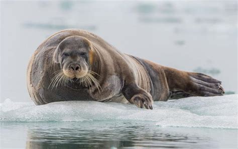 41 Arctic Animals With Facts And Pictures Richmond Mom