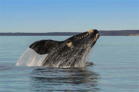 Wild Dangerous And Top 10 Animals In Namibia 2026