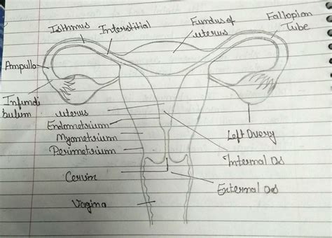 Draw It Neat How To Draw Male Reproductive System Front View Reproductive System Biology