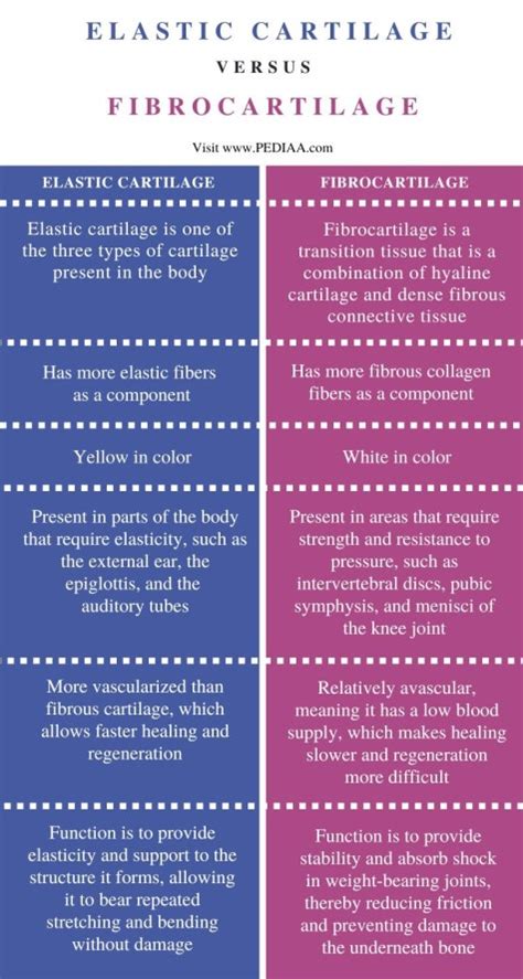 What Is The Difference Between Elastic Cartilage And Fibrocartilage Pediaacom