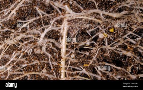 Plant Roots Underground Fine Root Hairs Extend From The Roots Greatly