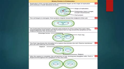 Bacterial Cell Division Pptx