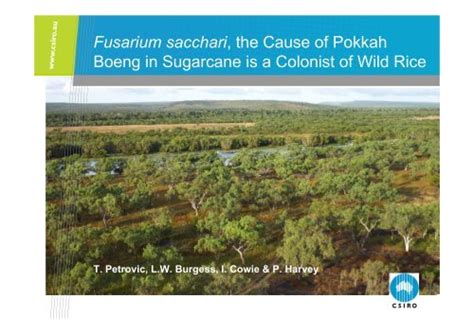 Compatibility Mode Pdf