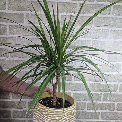 Dracaena Marginata Vrtnarstvo Golob