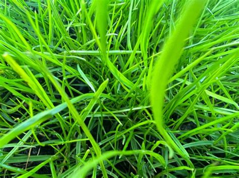 Grass Science Seeds On Linkedin Grassscienceseeds Soiltemperature