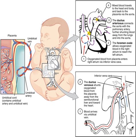 Week 13 Physiology Of The Newborn Flashcards Quizlet Week 13 Physiology Of The Newborn Flashcards Quizlet