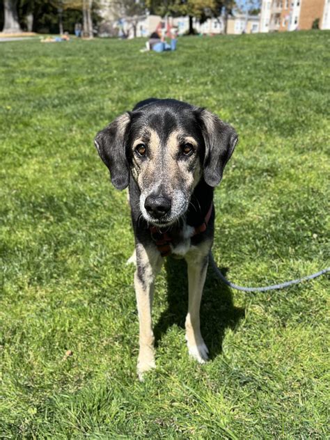 Rhodesian Ridgeback Anatolian Shepherd Mix