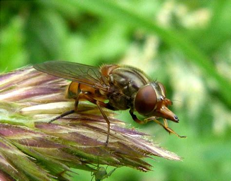 Insects Of Scotland Hoverflies