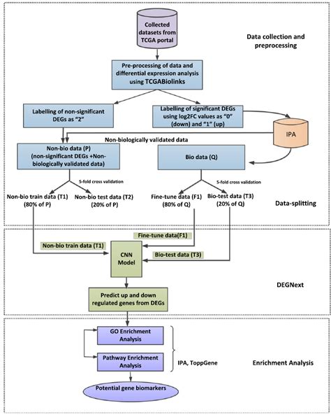 Degnext A Novel Approach To Classify Differentially Expressed Genes Using Convolutional Neural