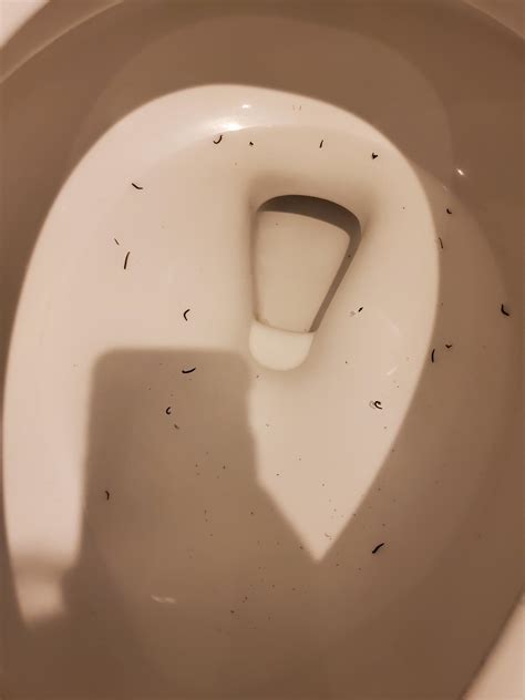 Black Worms In Toilet Water