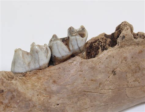 Macropus Giganteus Shaw Fossilien Philipp Krüger