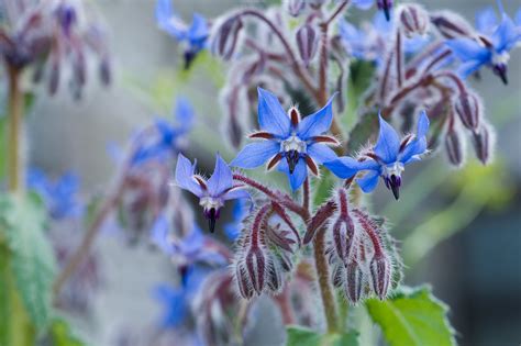 How To Grow Borage From Seed The Starflower That Transforms Your