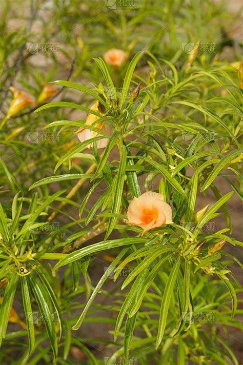 黄色夹竹桃植物橙子自然突尼斯垂直画幅图像花朵美