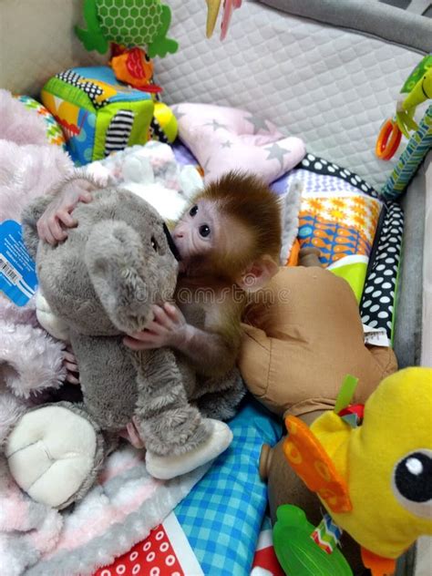 5 Week Old Rhesus Macaque Stock Image Image Of Primates 279490957