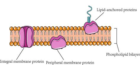 Membrane Proteins Definition Types Functions Biology Notes Online