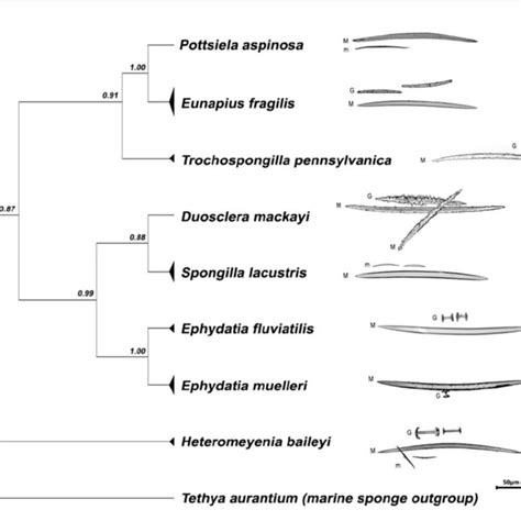 Relationship Of Michigans Freshwater Sponge Species The Summary