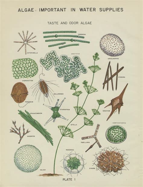 Freshwater Algae Identification