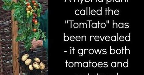 I Present To Imgur The Tomtato Imgur