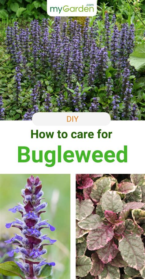 Bugleweed Planting And Care Plants Shade Perennials Irish Garden
