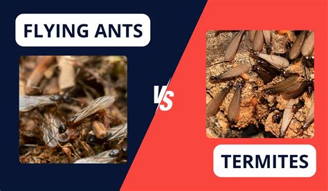 Flying Ants Vs Termites How To Tell The Difference