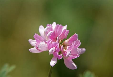 Bont Kroonkruid Natuurgebieden In Beeld