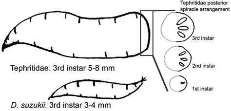 Fig 3 Tephritid Top And Drosophilid Bottom Larval Shapes And