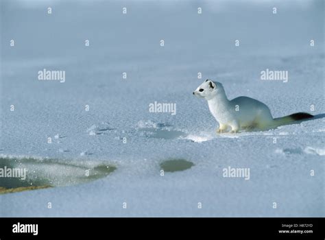 Long Tailed Weasel Mustela Frenata Camouflaged In White Winter Coat