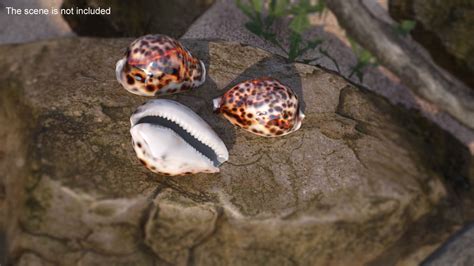Tiger Cowrie Shell 3d Model 24 3ds Blend C4d Fbx Max Ma Lxo