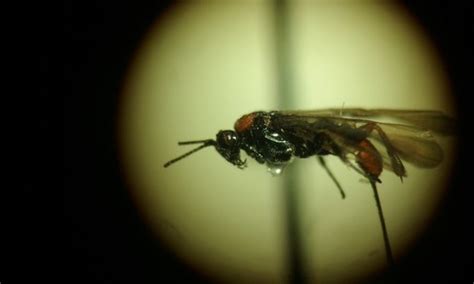 Hymenoptera Final Flashcards Quizlet