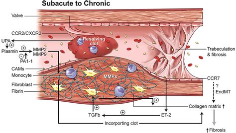 Insights From Experimental Post Thrombotic Syndrome And Potential For