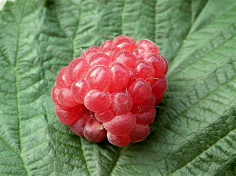 Raspberry Leaf Tea Benefits Side Effects And Flavor Profile