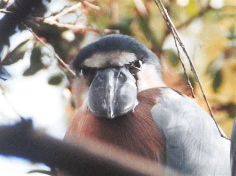 Funny Bird Face Photograph By Belinda Lee Fine Art America