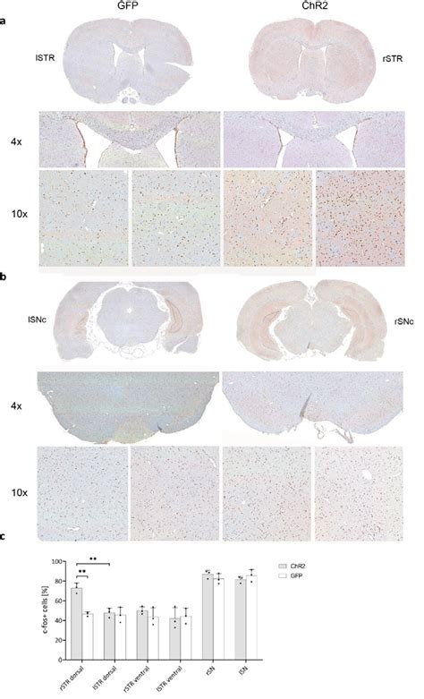 C Fos Immunohistochemical Staining With Quantification In The Striatum