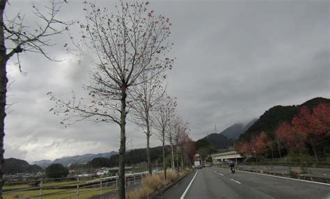 街路樹は紅葉してきて 媛の国わいわいカフェ