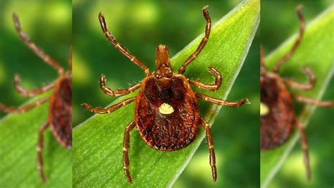 Meat Allergy Caused By Tick Spit Is Getting More Common Cdc Says