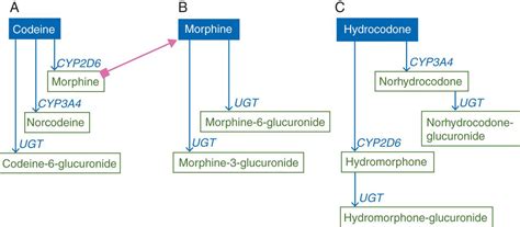 Opioid Induced Respiratory Depression In Paediatrics A Review Of Case