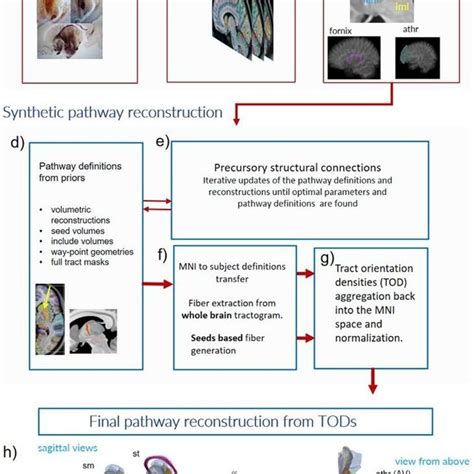 Process Of Synthetic Pathway Reconstruction A Histological