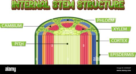 Internal Structure Of Stem Diagram Illustration Stock Vector Image