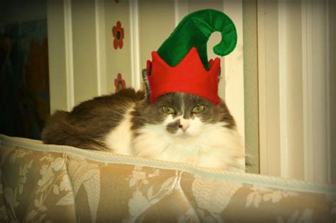 Elf Kitty Dog Photos Hound Dog Dog Photo Contest