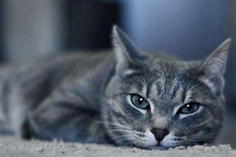 Gray 1080p Photo Pets Closeup Fur Animal Grey Sigma Feline