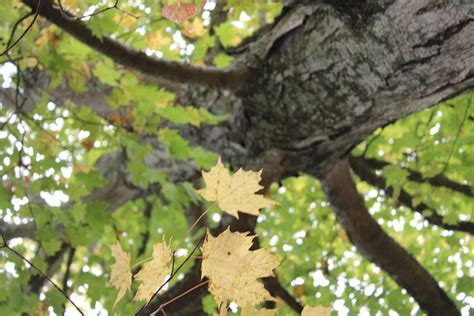 Img 0625 Cassidy Triggiani Flickr