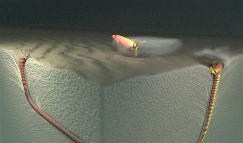 Burrowing Into The Bobbit Worms Behavior