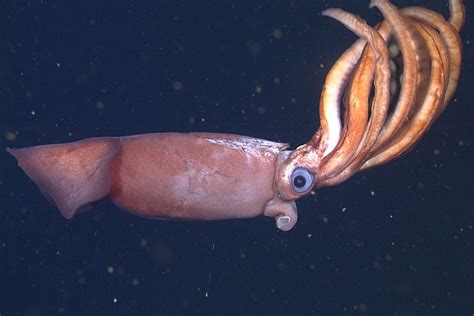 Squid With Largest Eye