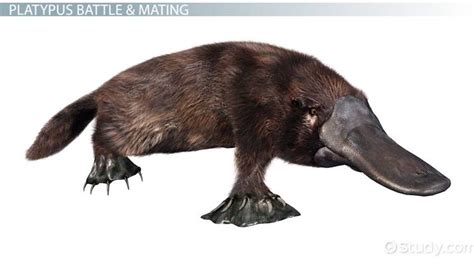Platypus Anatomy Egg Laying And Hatching Video