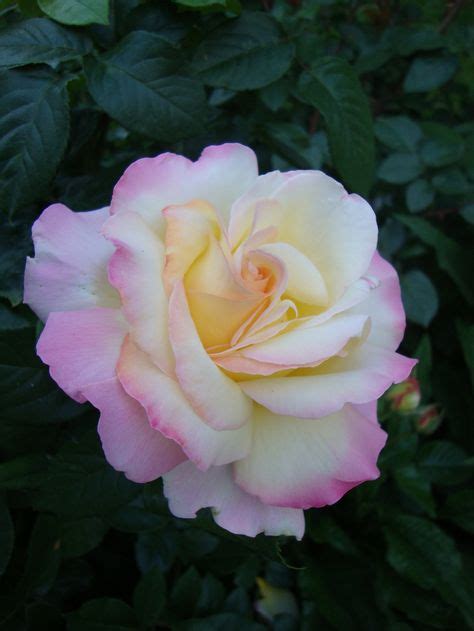Beautiful Peace Rose Varieties And Care Tips